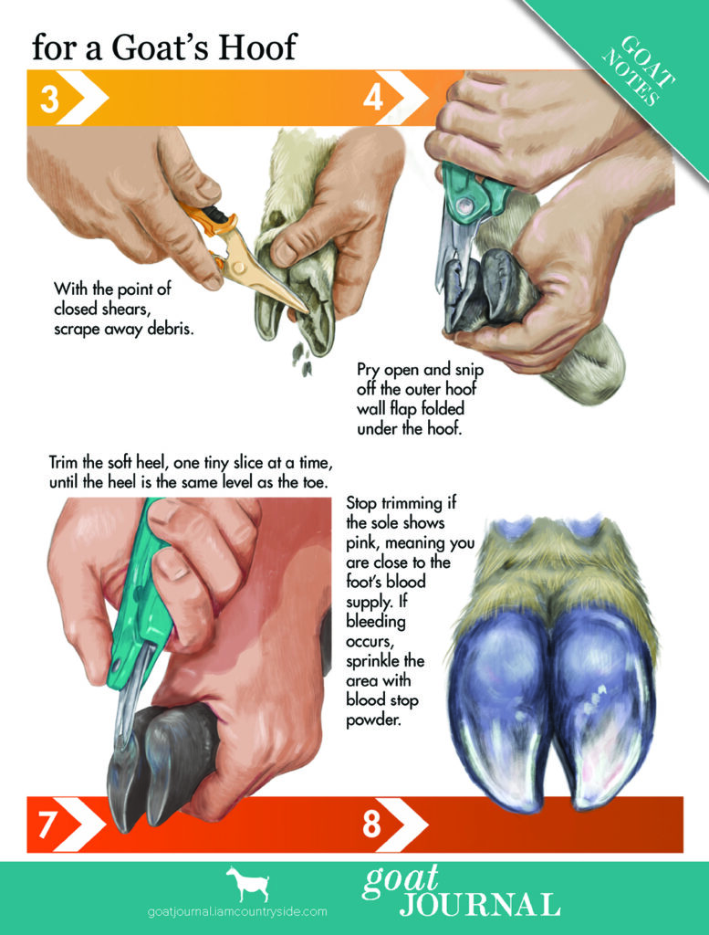 Hoof Trimming Made Easy - Goat Journal